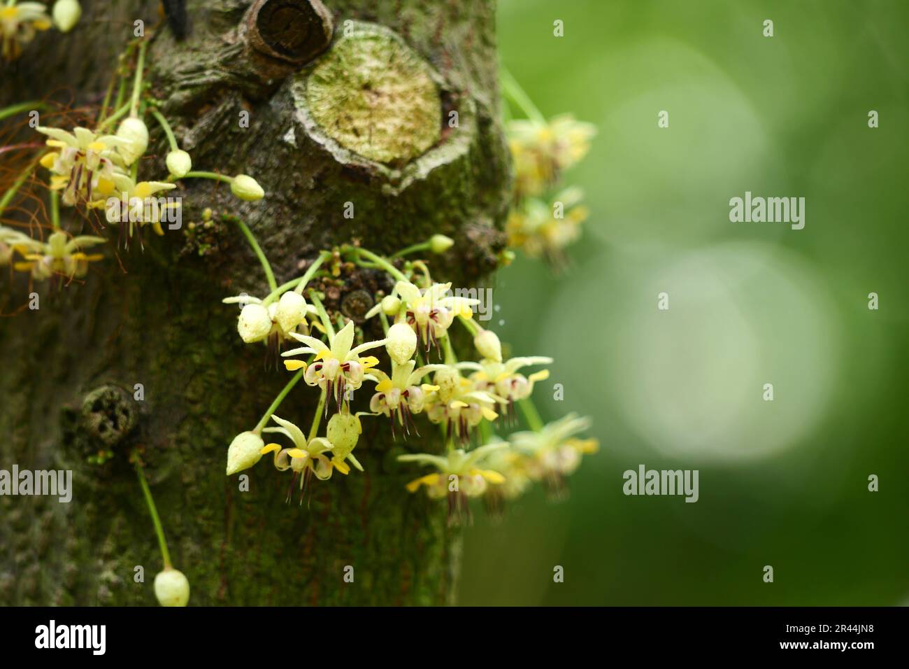 Cocoa Flowers in Nature Background Stock Photo - Alamy