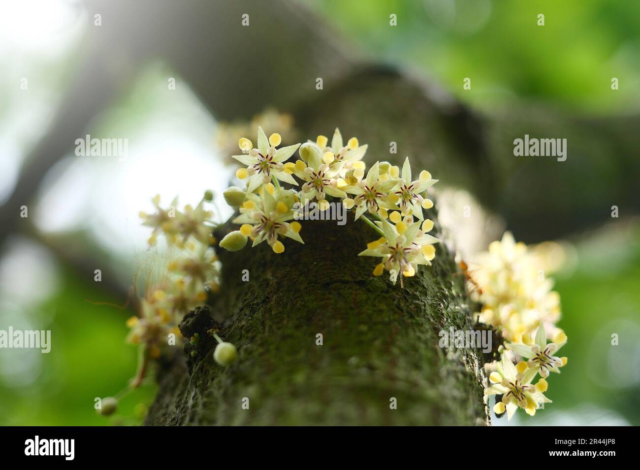 Cocoa flowers hi-res stock photography and images - Alamy