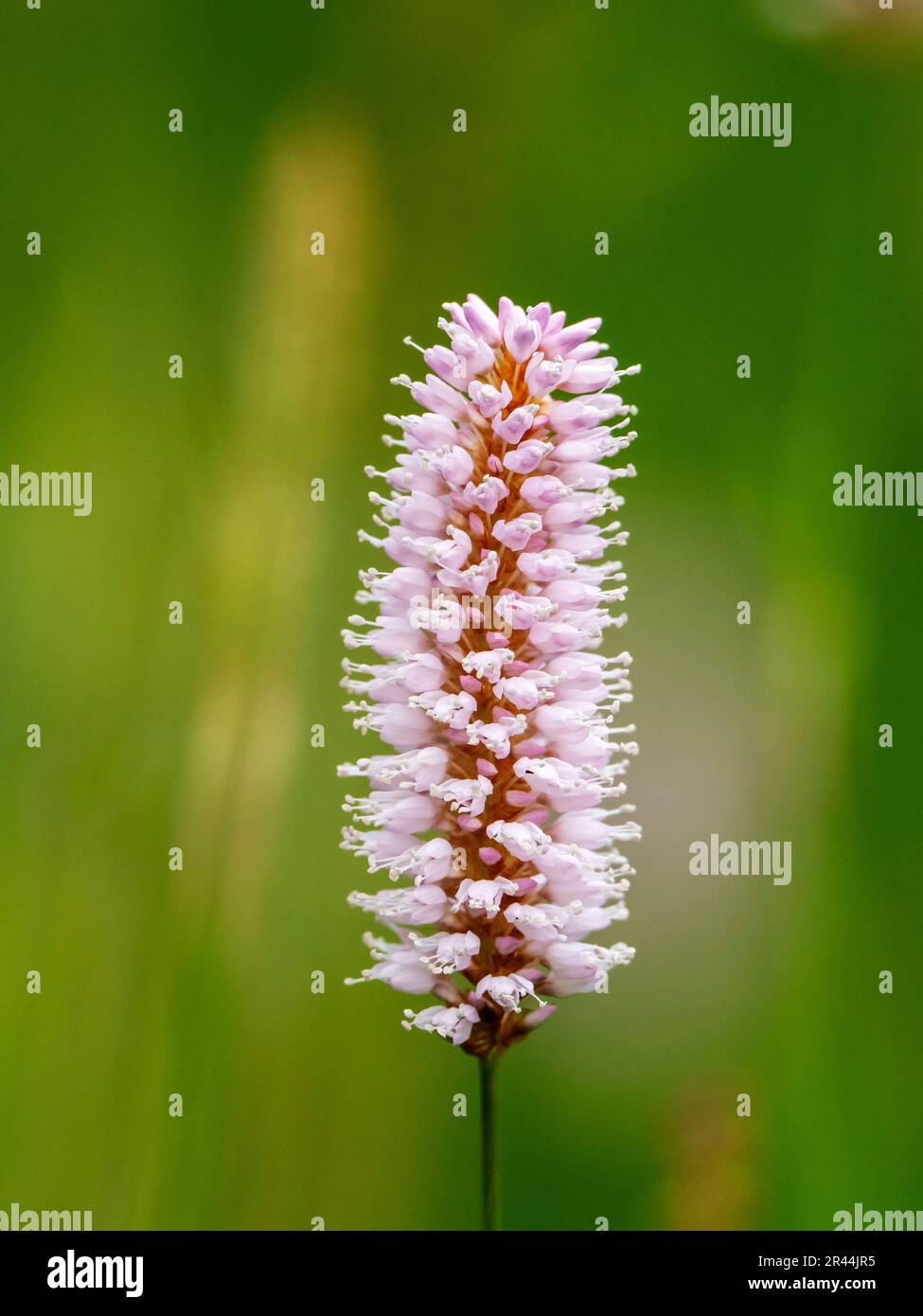 Water Bistort; Persicaria amphibia flowering in a hay meadow in ...