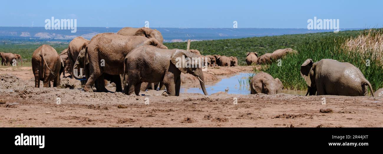 Addo Elephant Park South Africa, Family of Elephants in a mud bath in ...