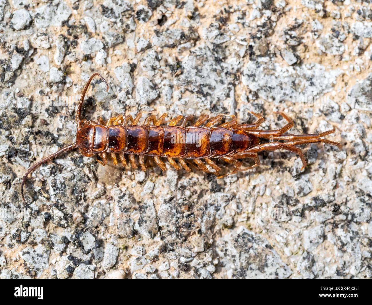 A Centipede in Ambleside, Lake District, UK Stock Photo - Alamy