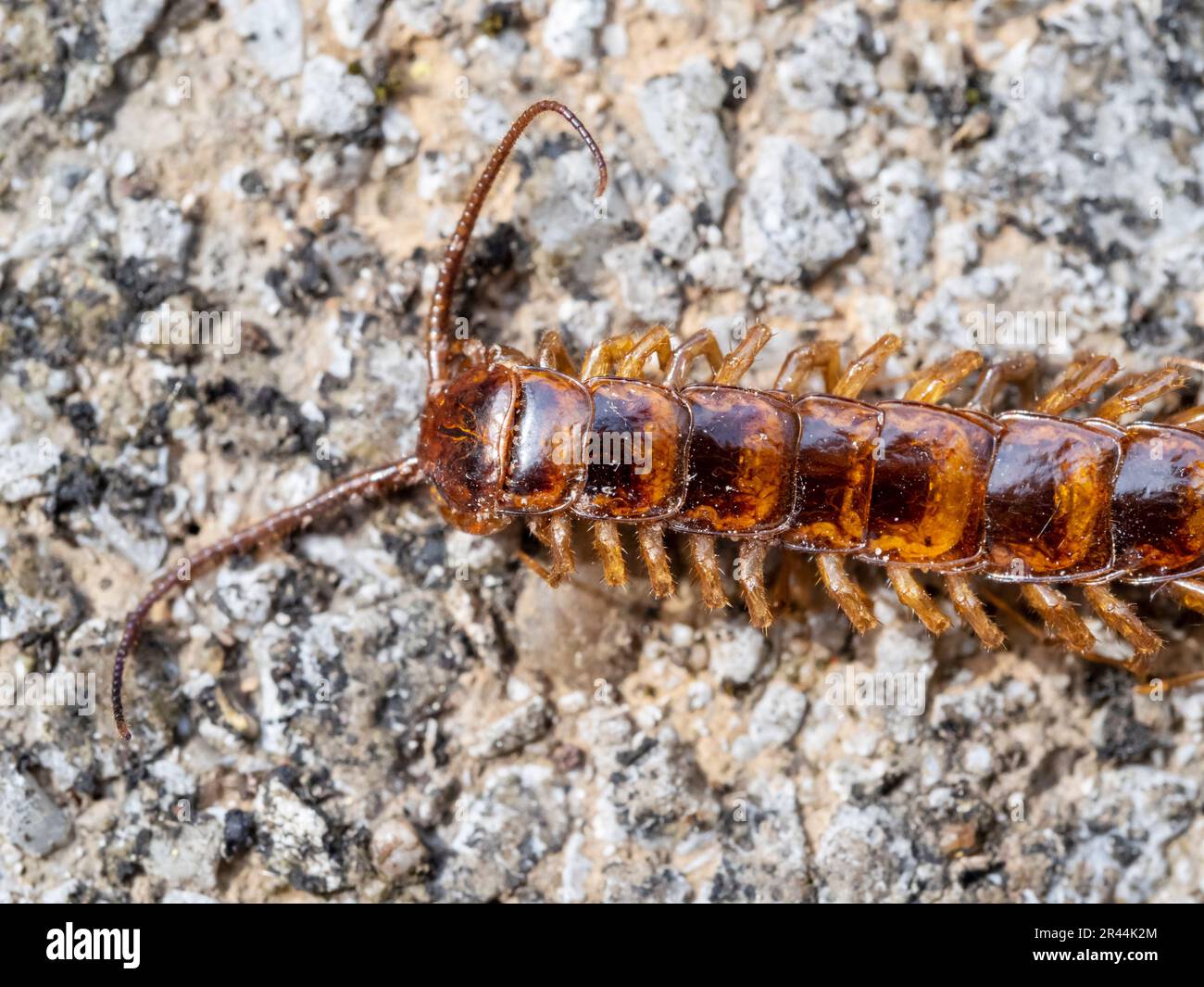 Centipede uk hi-res stock photography and images - Alamy