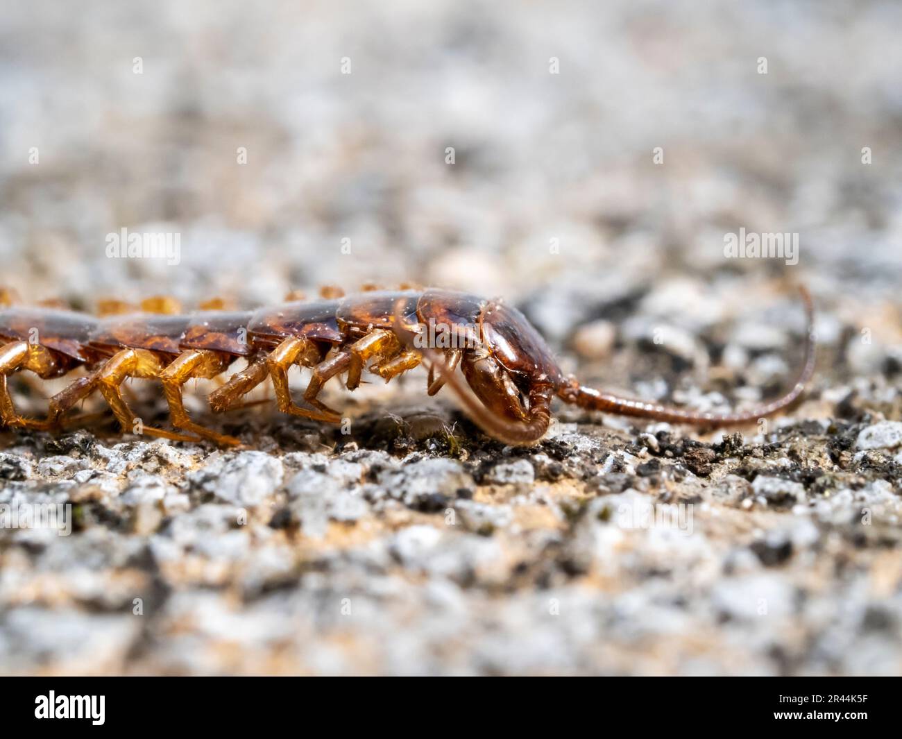 A Centipede in Ambleside, Lake District, UK Stock Photo - Alamy