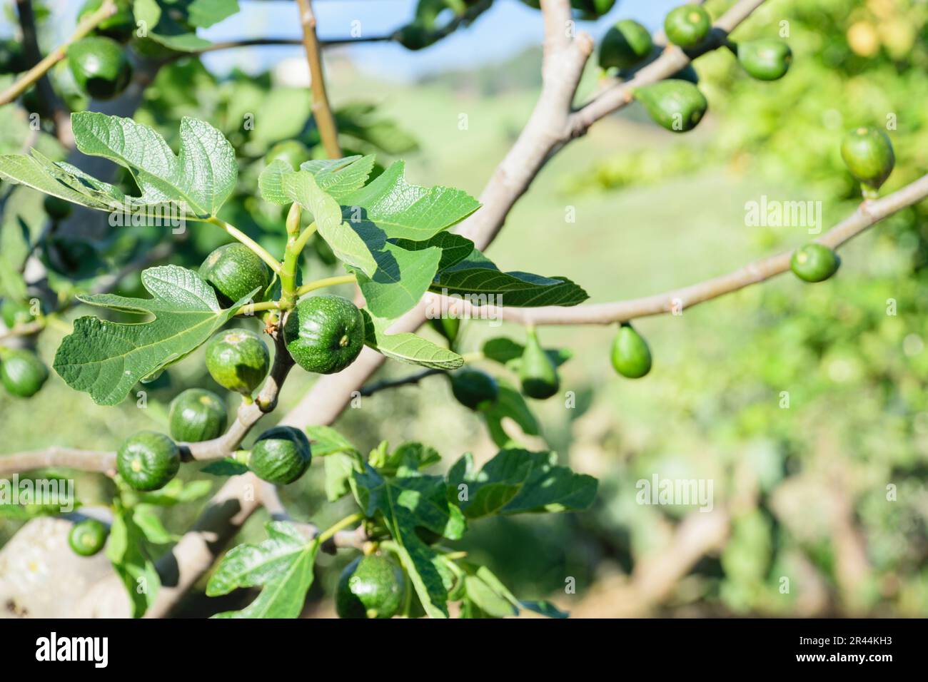 Image of fig trees in good growth with blue clear sky background Stock ...