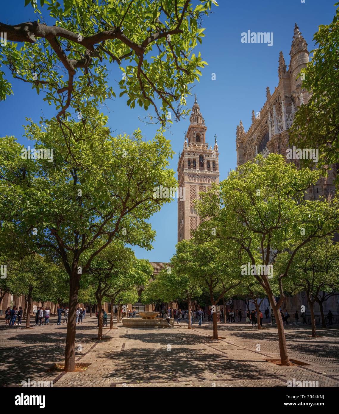 Los tree hi-res stock photography and images - Alamy