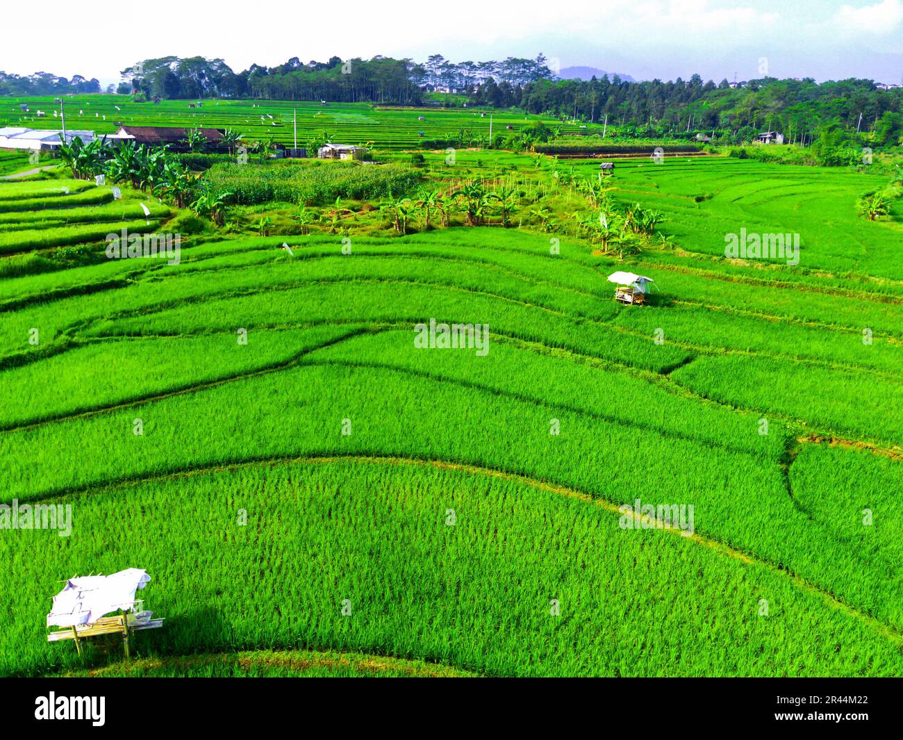 Aerial shot on terraced green paddy fields in Semarang, Indonesia ...