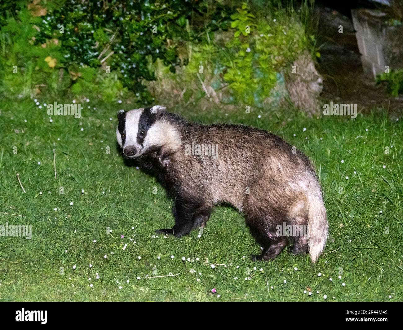 Badger meles feeding on garden hi-res stock photography and images - Alamy