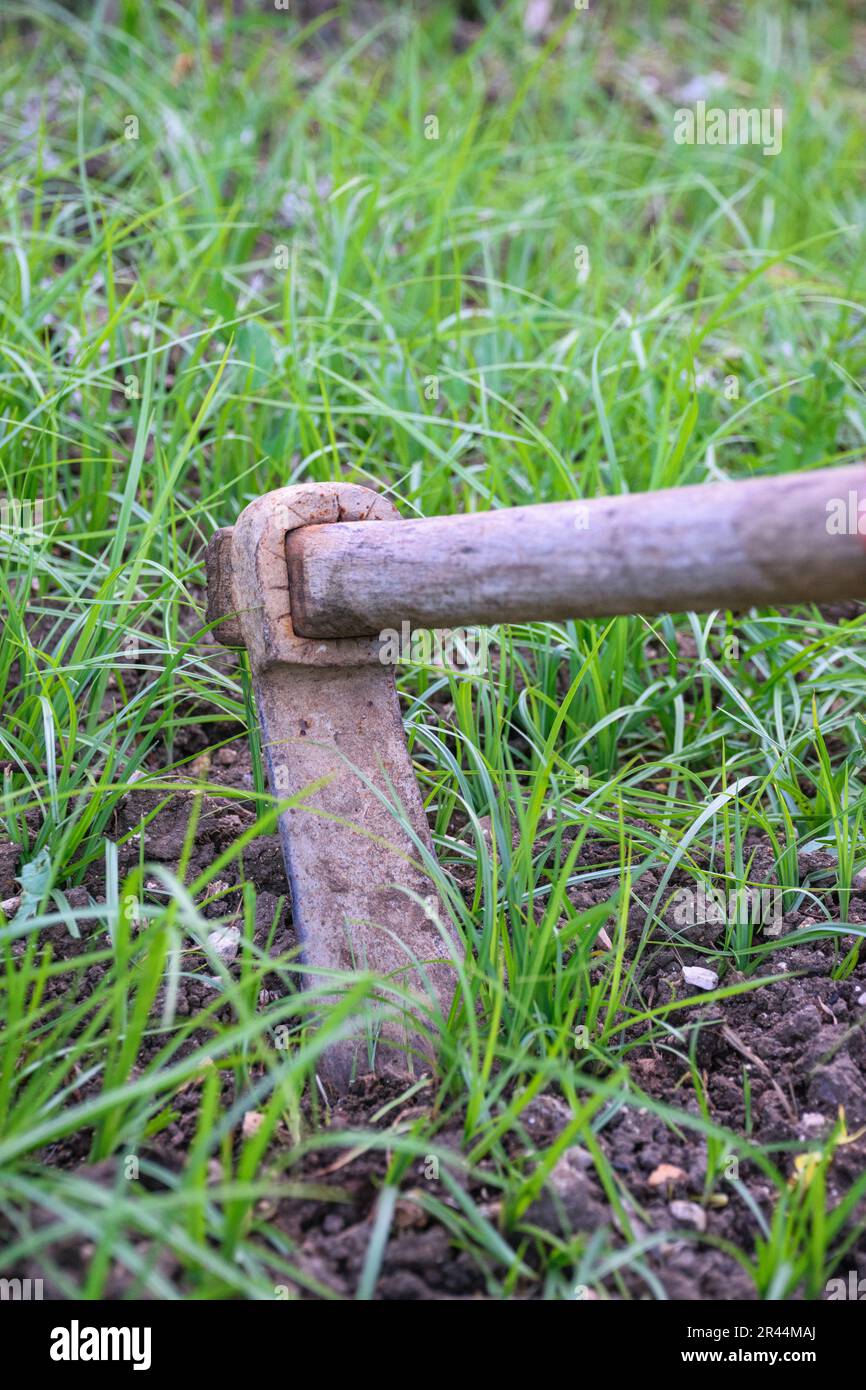 Image of hoe in field to cultivate with grass and fertile soil Stock ...