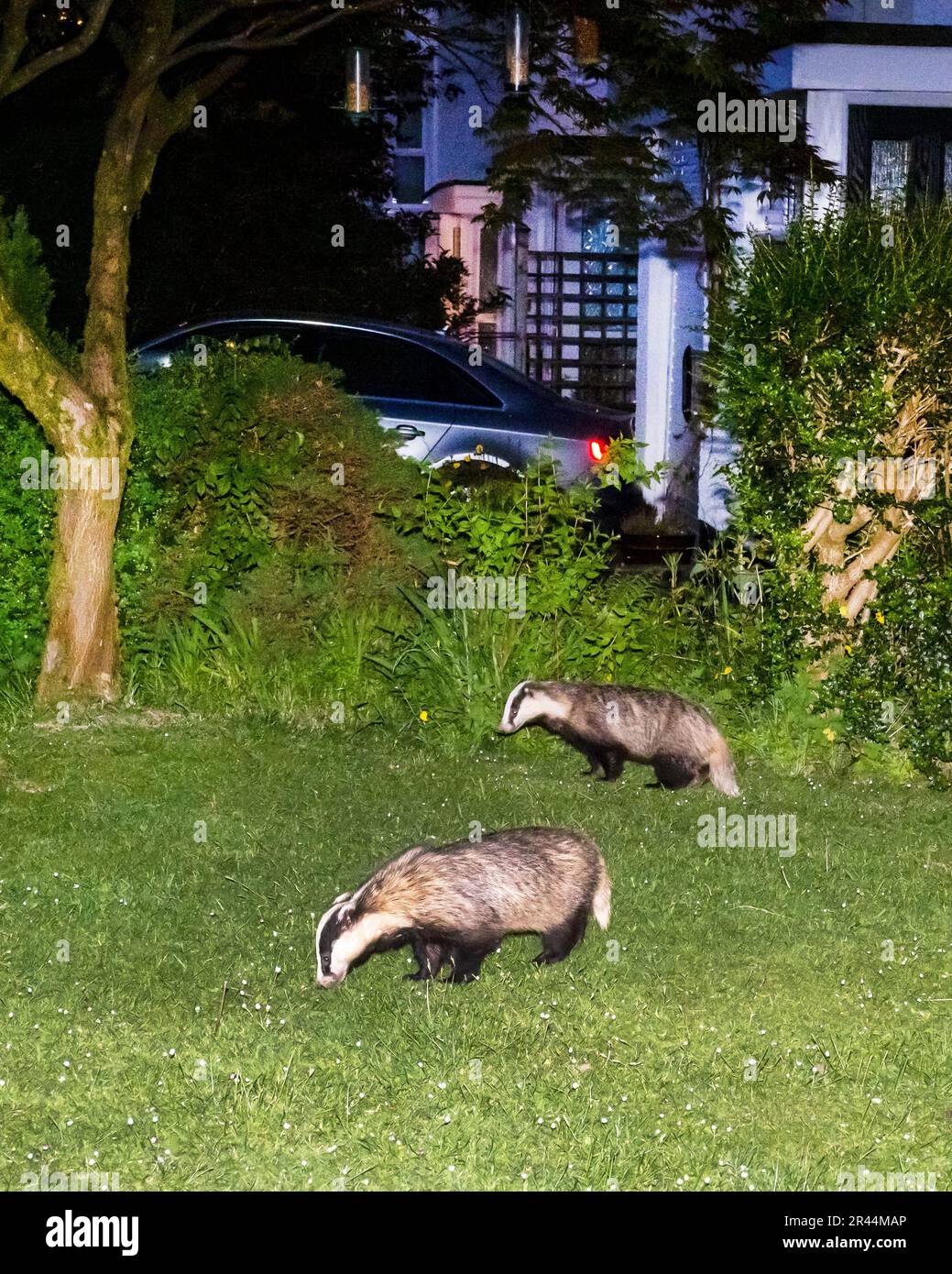 Badgers meles meles uk garden hi-res stock photography and images - Alamy