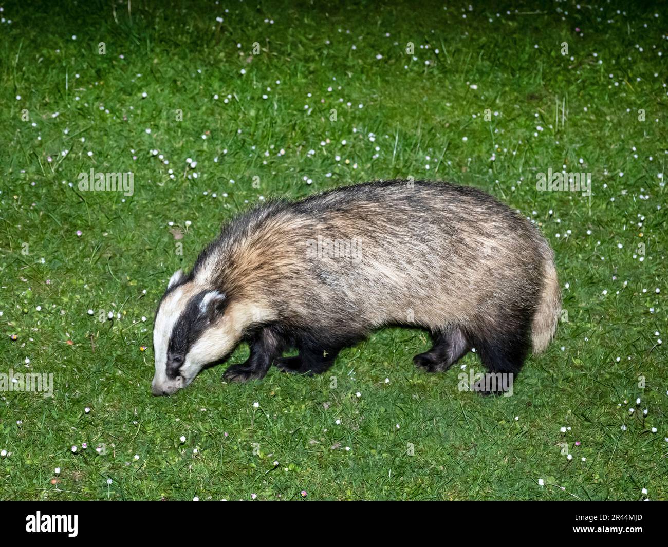 A Badger, Meles meles feeding on a garden lawn in Ambleside, Lake ...