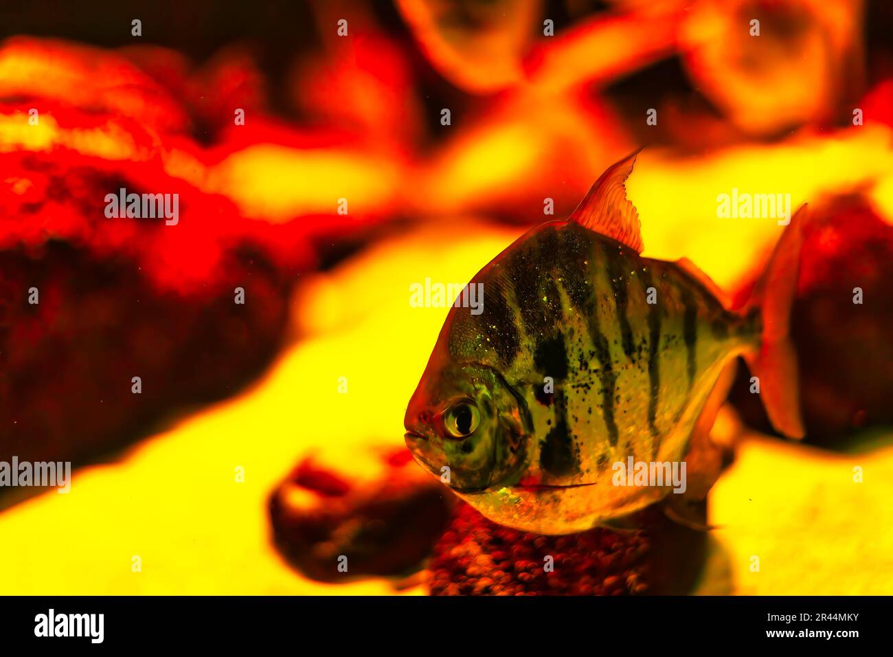 Tropical fish in deep water . Scuba diving Stock Photo - Alamy
