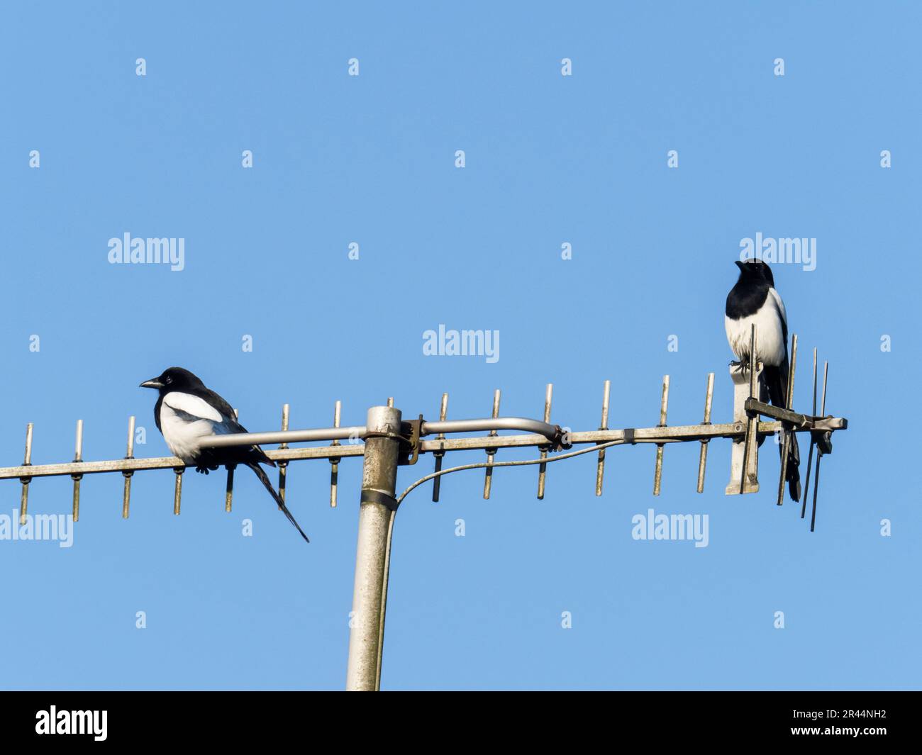 Magpie tv aerial hi-res stock photography and images - Alamy