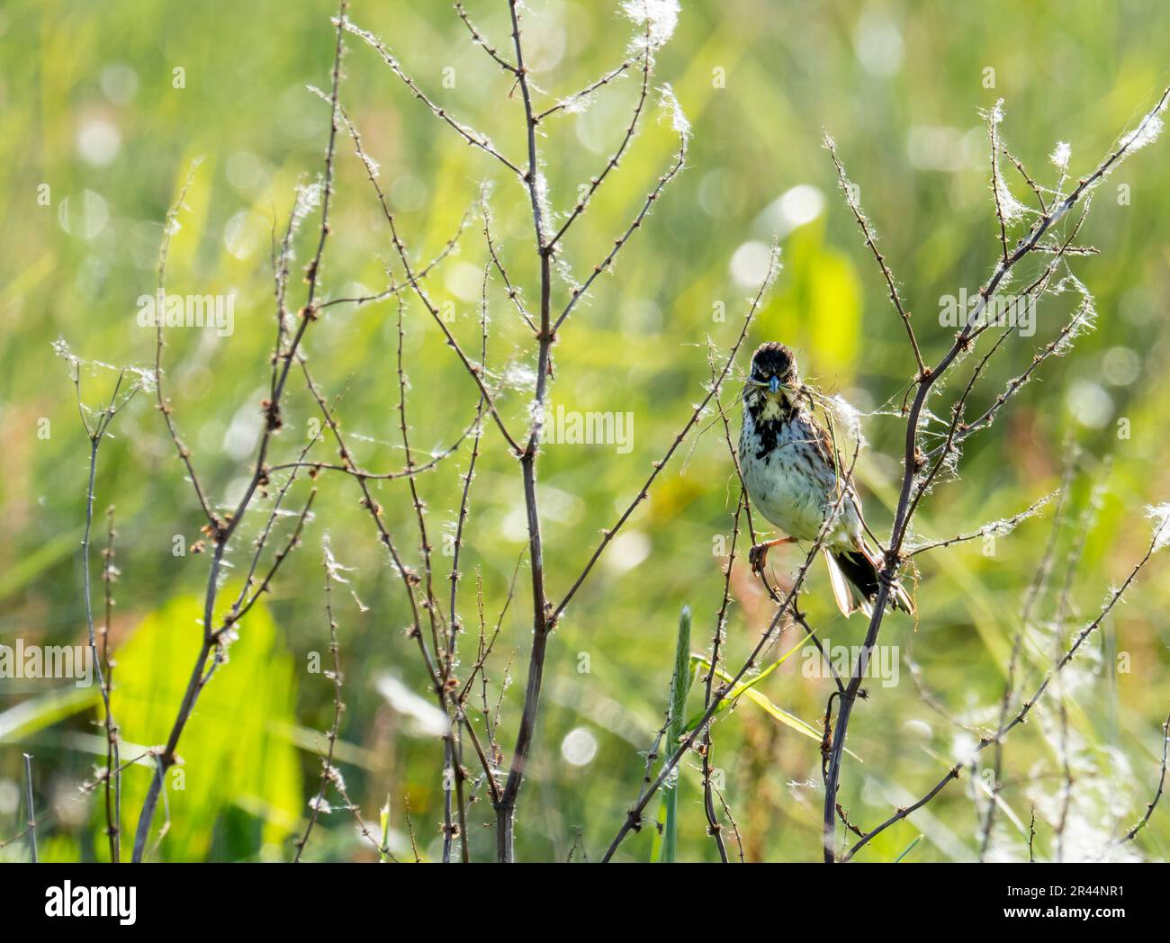 A female Reed Bunting, Emberiza schoeniclus carrying nesting material ...