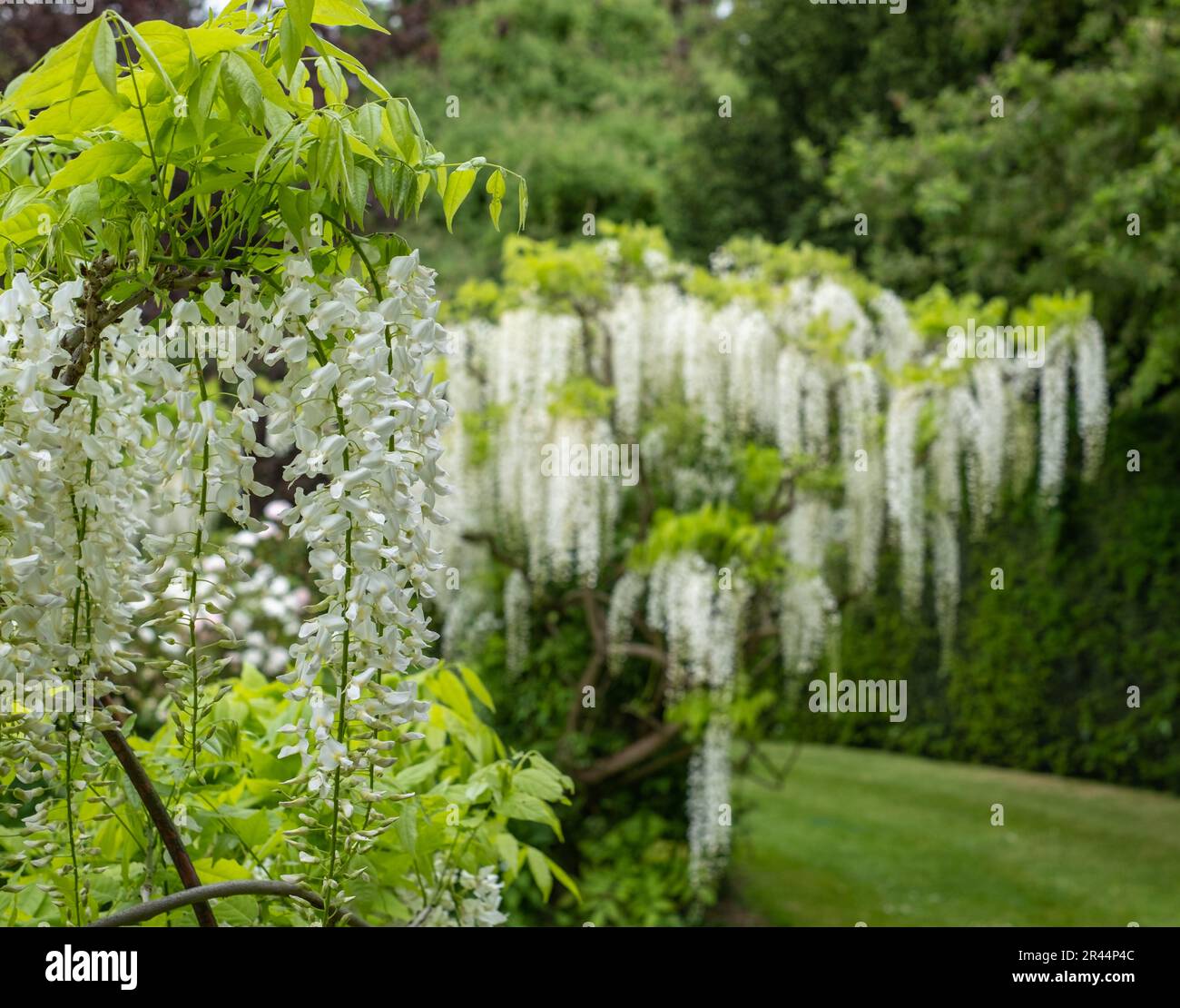 White wisteria flowers in St John's Lodge Garden in springtime, located ...