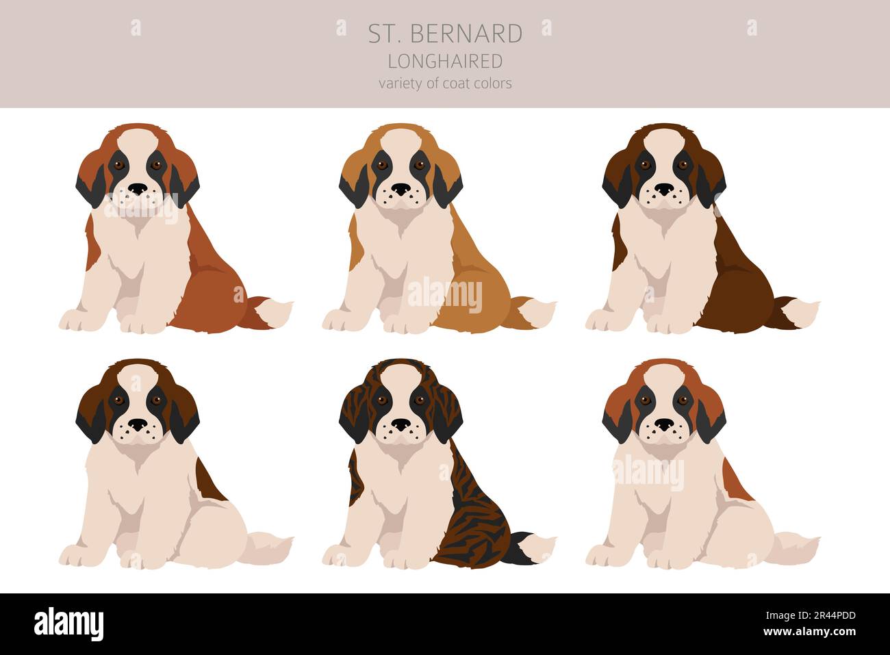 St Bernard puppy coat colors, different poses clipart. Vector ...