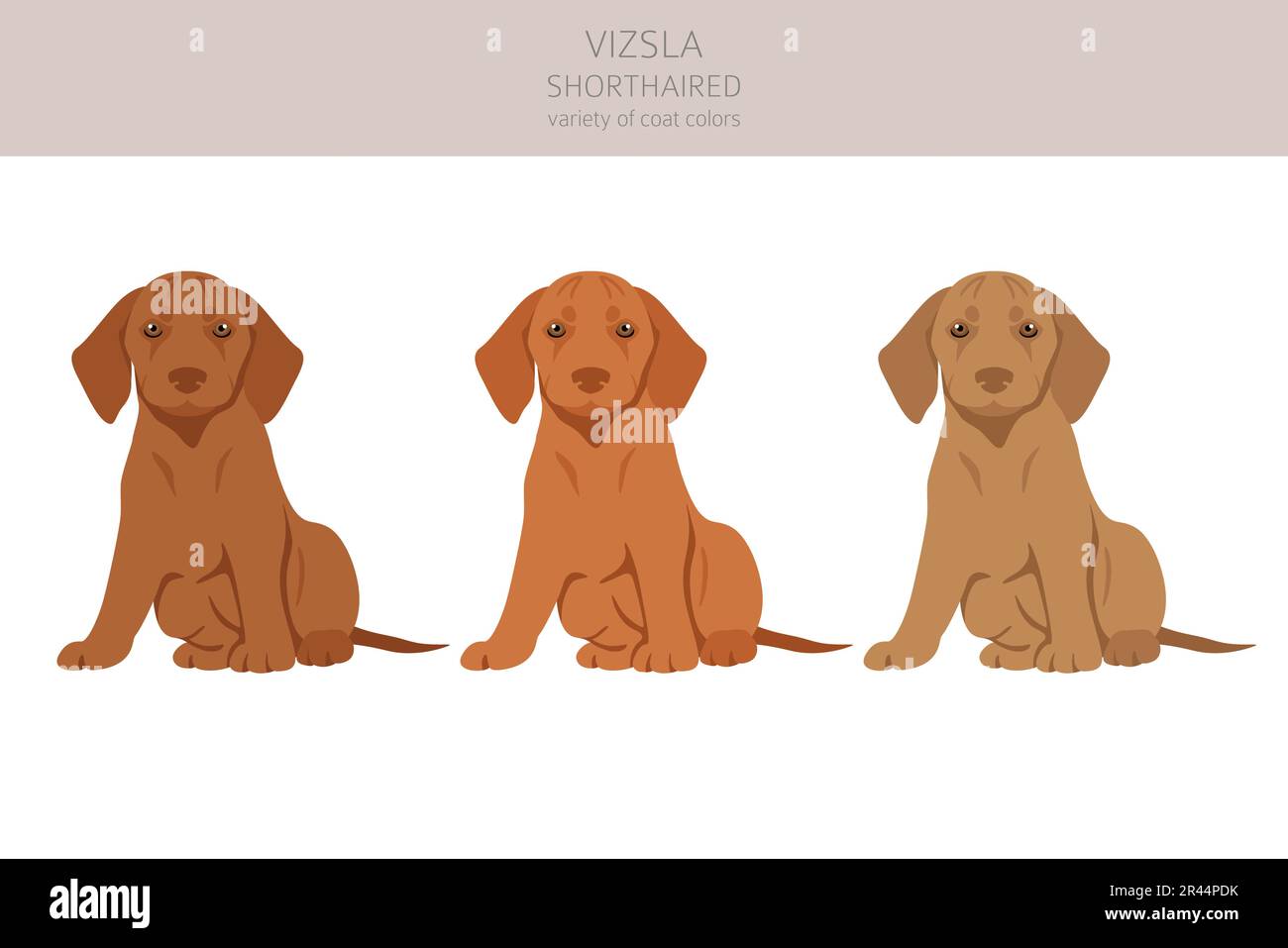 Vizsla shorthaired puppy clipart. Different poses, coat colors set ...