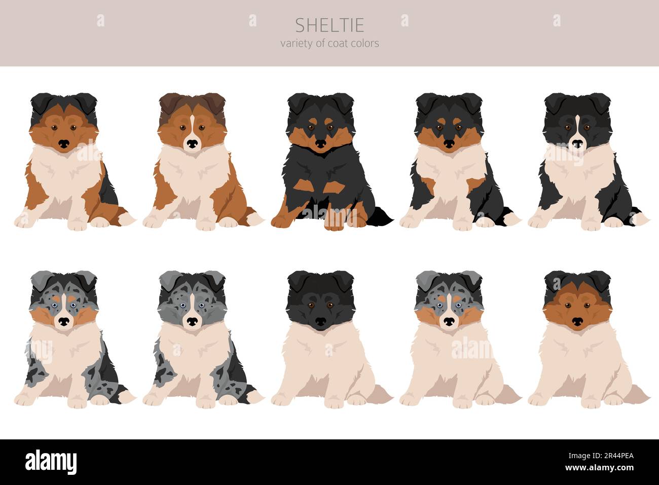 Sheltie puppy, Shetland sheepdog clipart. Different poses, coat colors ...
