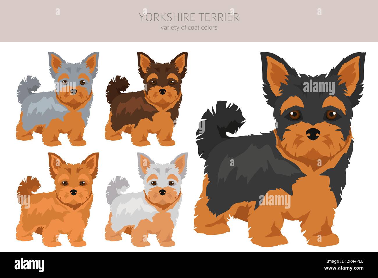 Yorkie Puppy Drawings