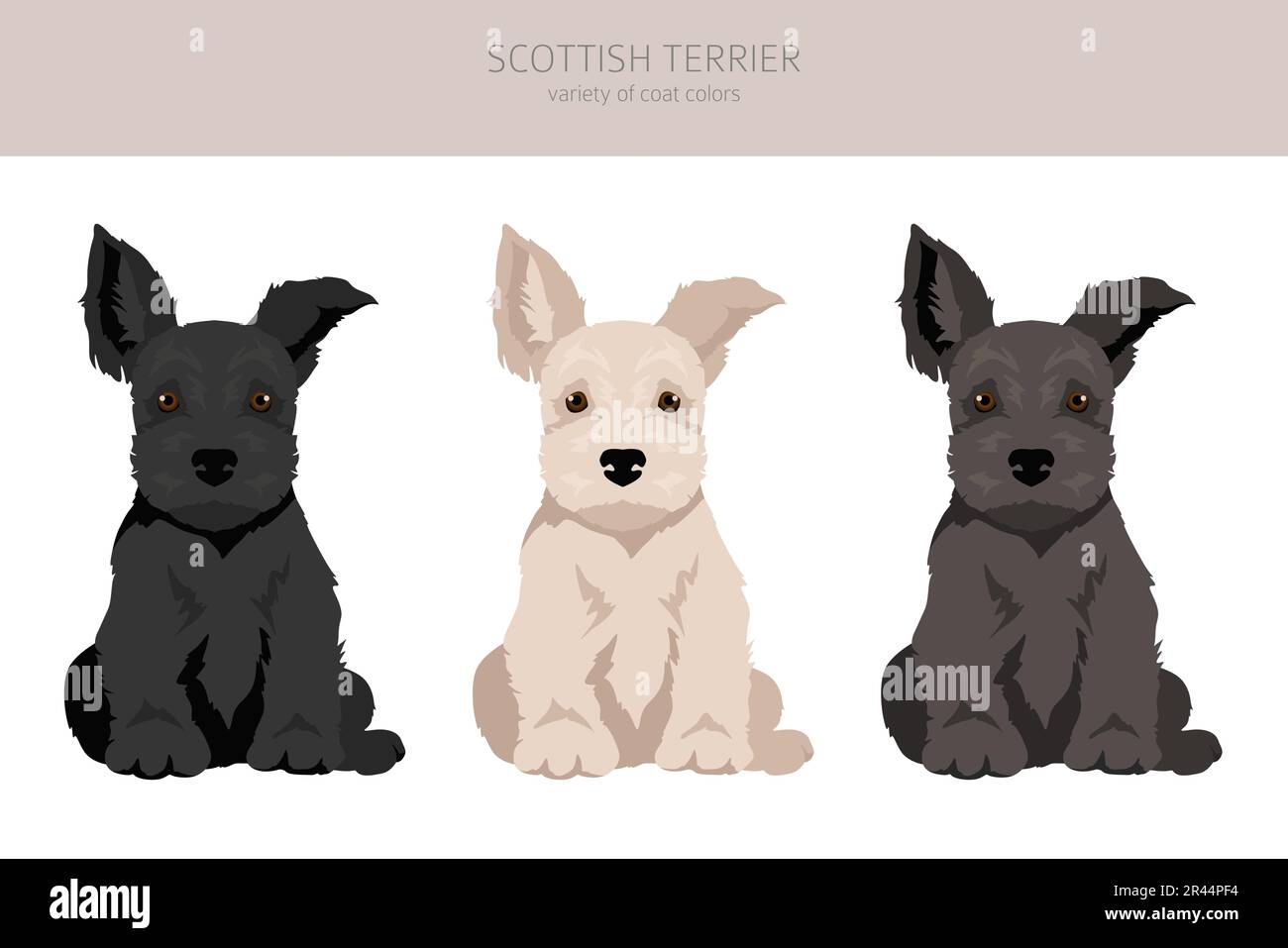 Scottish terrier puppies in different coat colors. Puppy scottie set ...