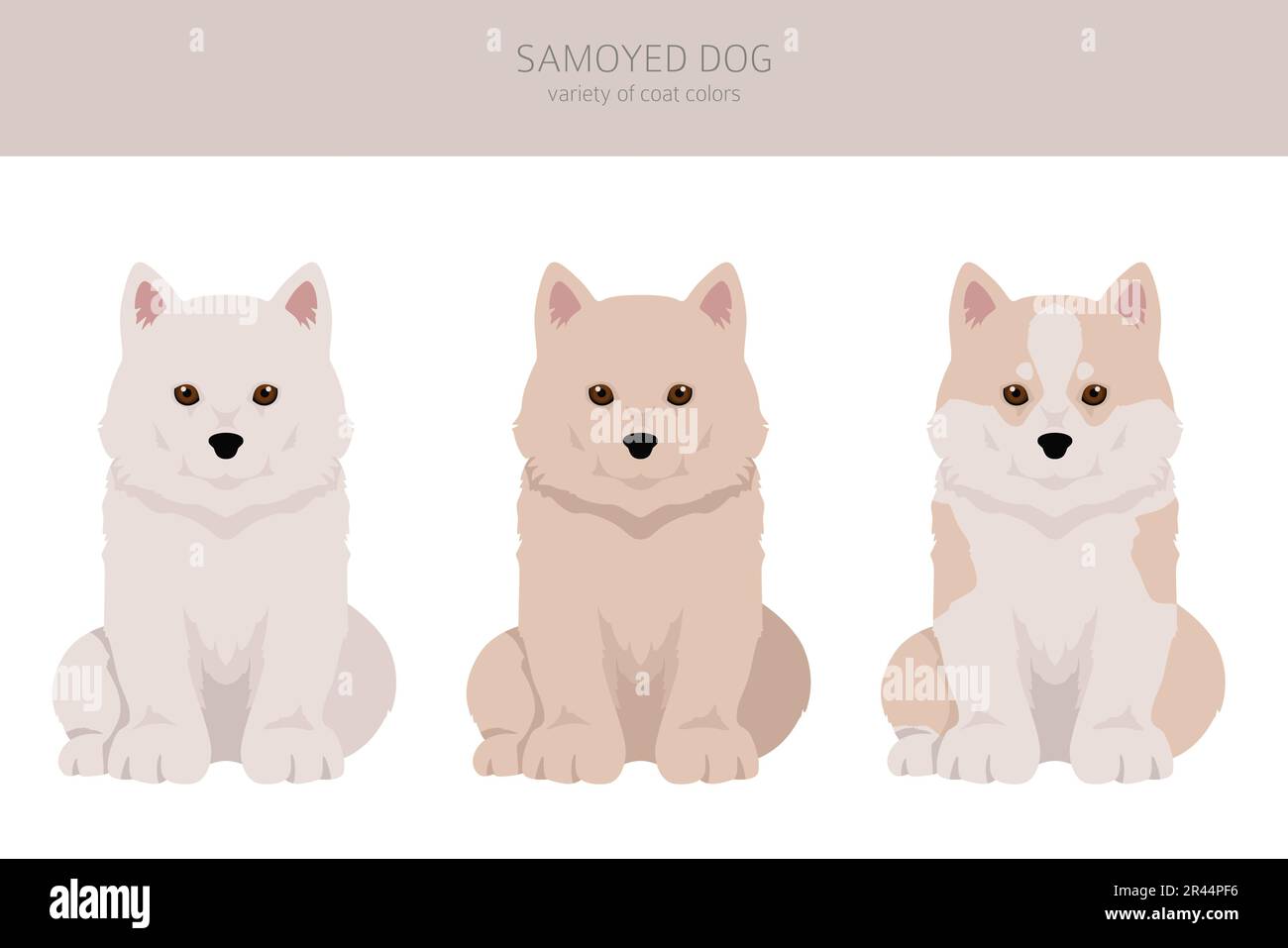 Samoyed dog puppy clipart. Different poses, coat colors set. Vector ...