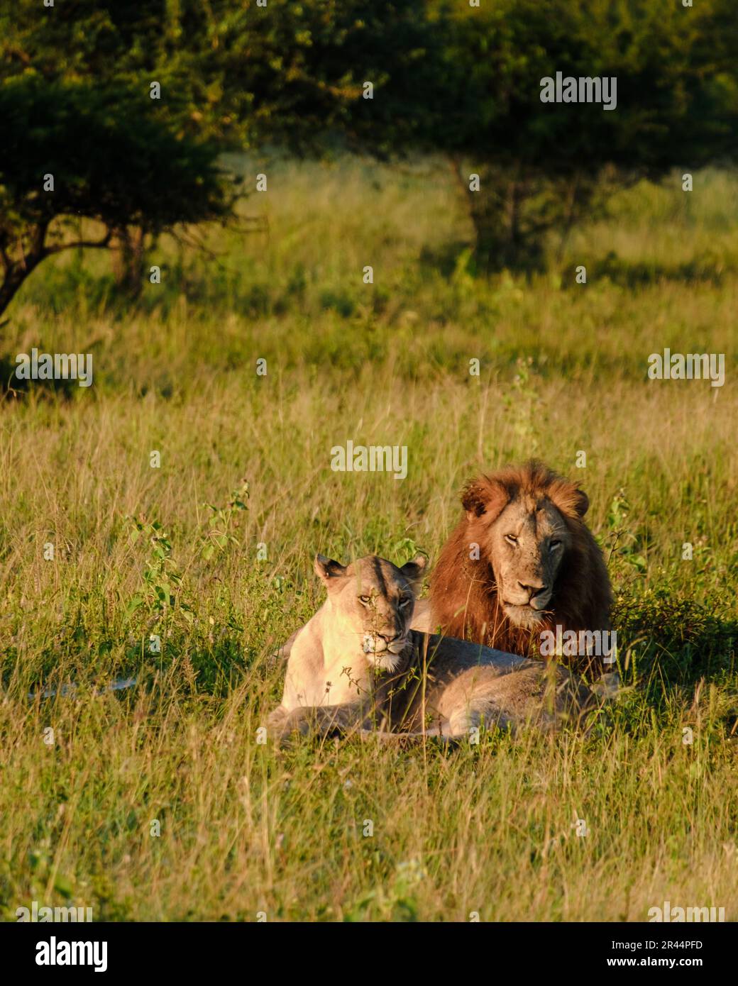 Lioness looking camera serengeti game hi-res stock photography and ...