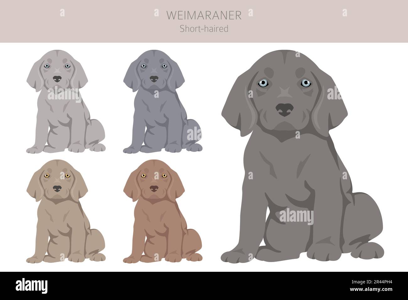 Weimaraner shorthaired puppy clipart. All coat colors set. All dog ...
