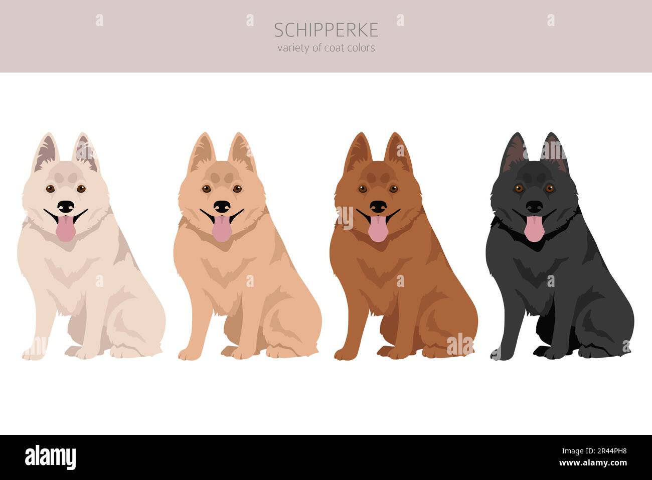 Schipperke clipart. Different poses, coat colors set. Vector ...