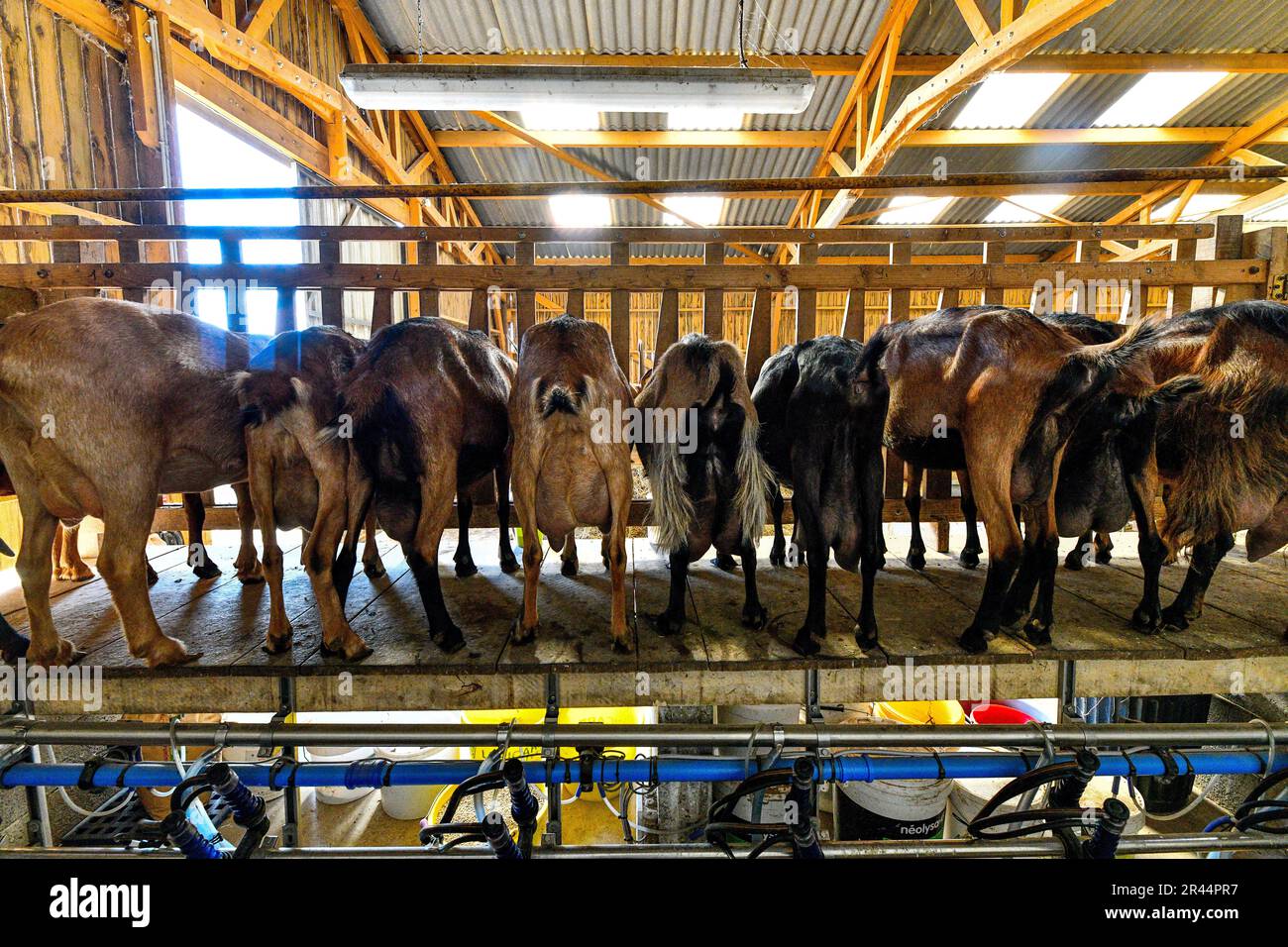 Goat farming for cheese production. Milking Stock Photo - Alamy