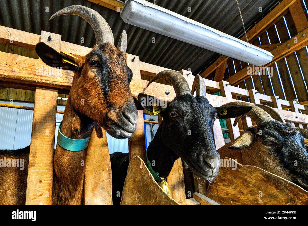 Goat farming for cheese production Stock Photo - Alamy