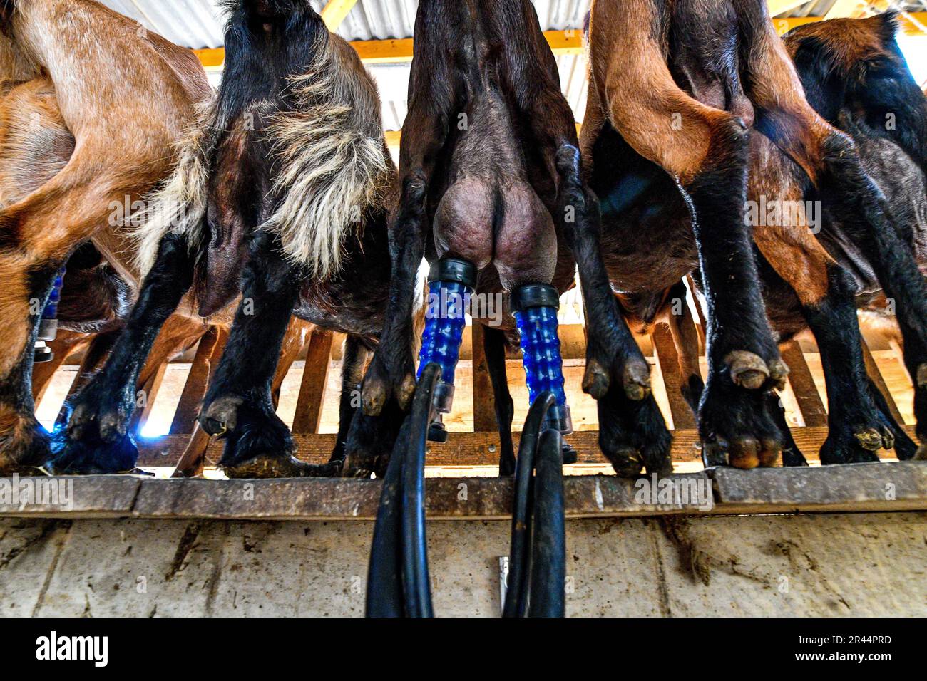 Goat farming for cheese production. Milking Stock Photo - Alamy