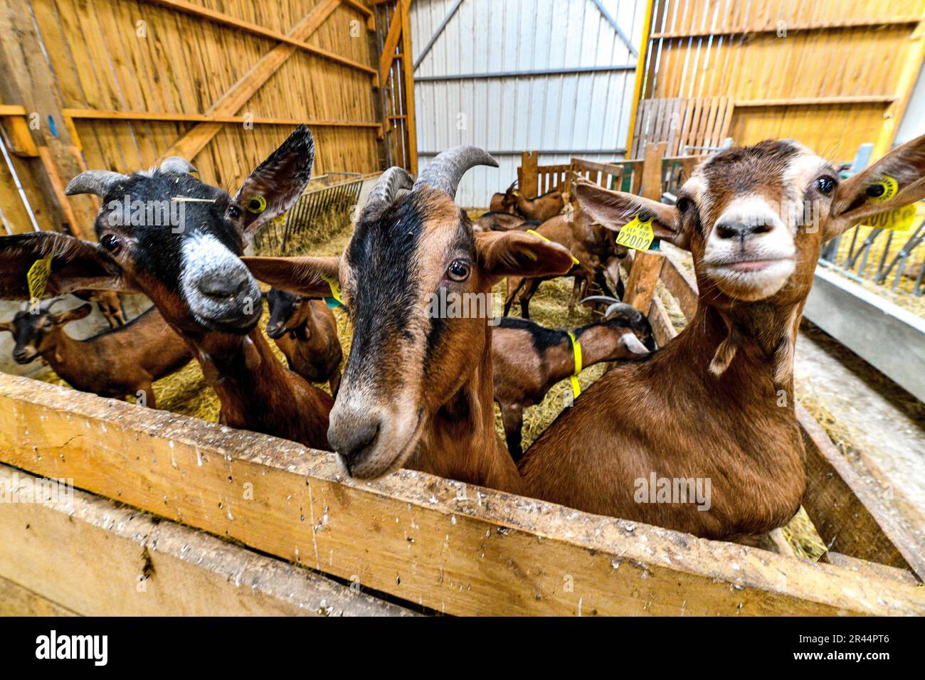 Goat farming for cheese production Stock Photo - Alamy