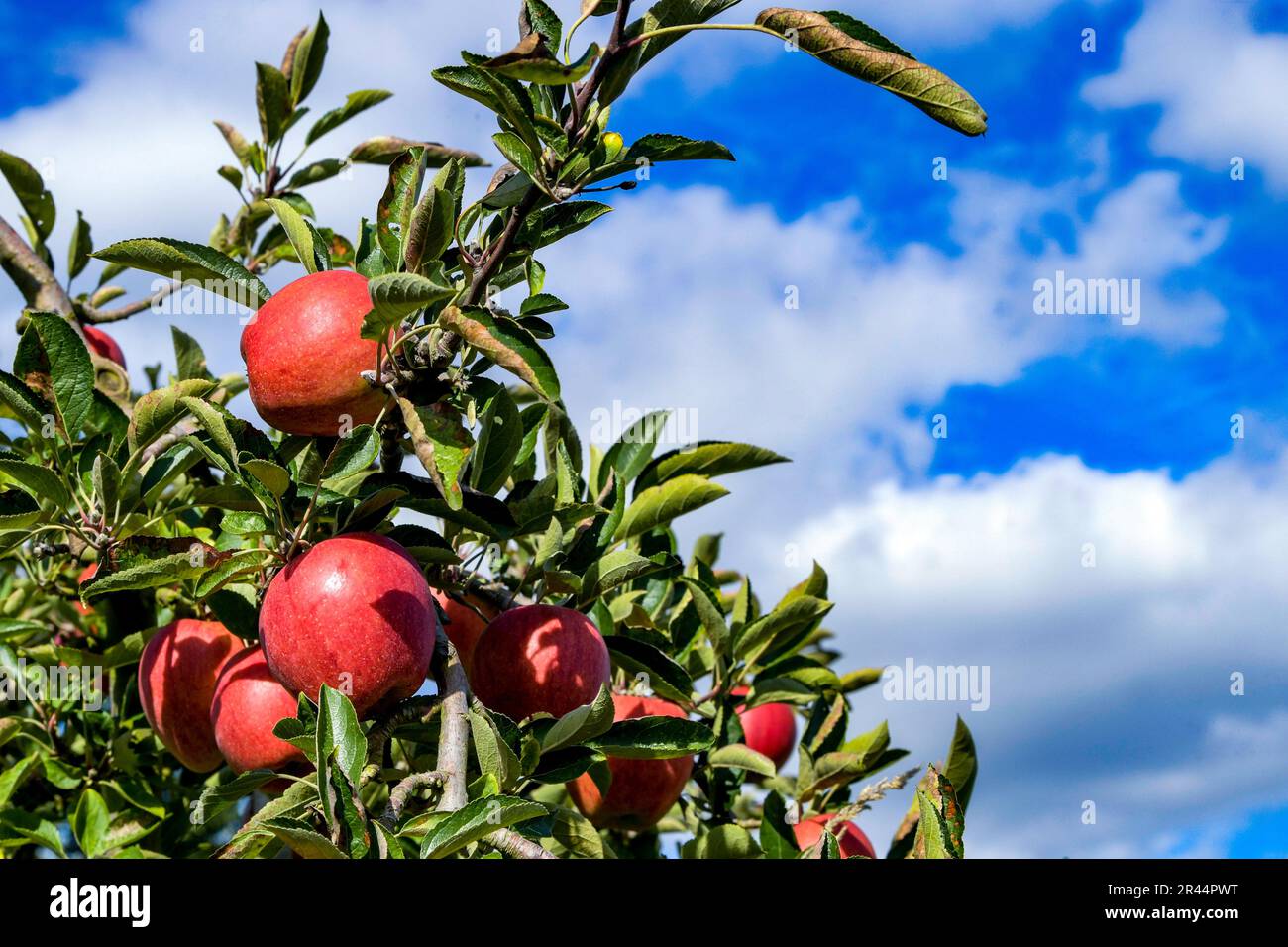 Orchards “Vergers de Ronceray” in Bardouville (northern France): apple ...