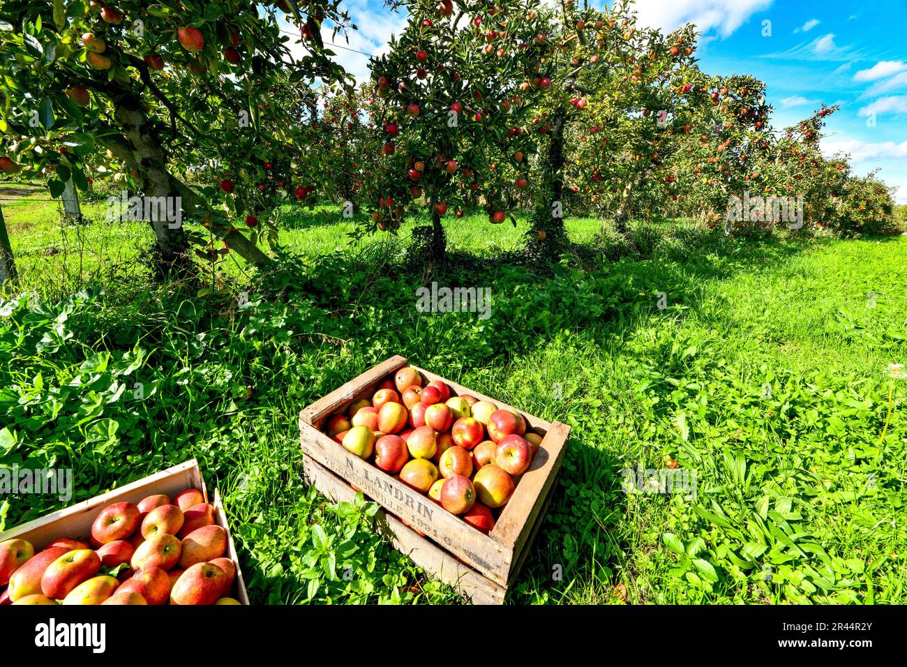 Apples orchard normandy hi-res stock photography and images - Alamy