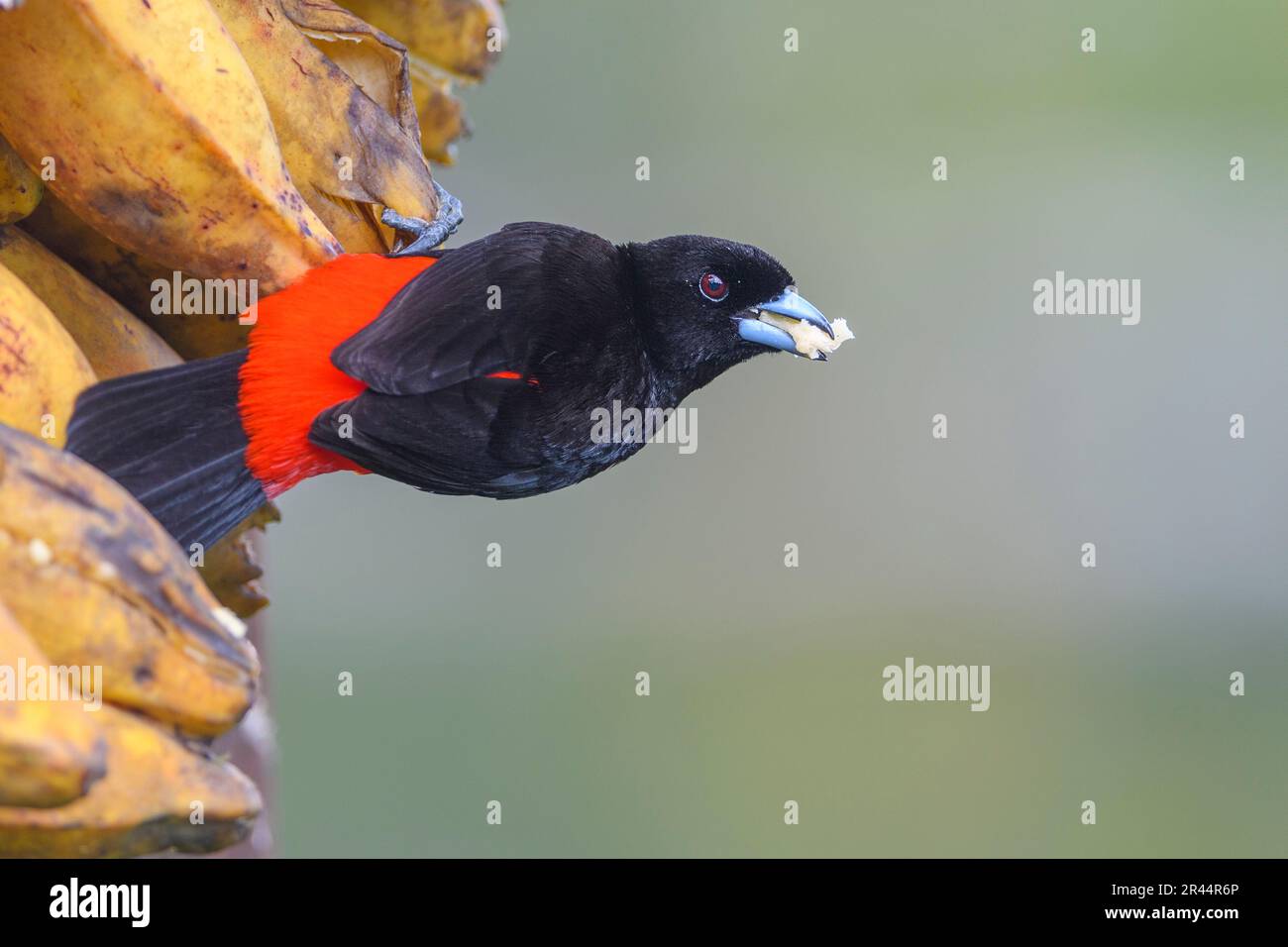 Scarlet-rumped tanager (Ramphocelus passerinii) from Laguna Lagarto ...
