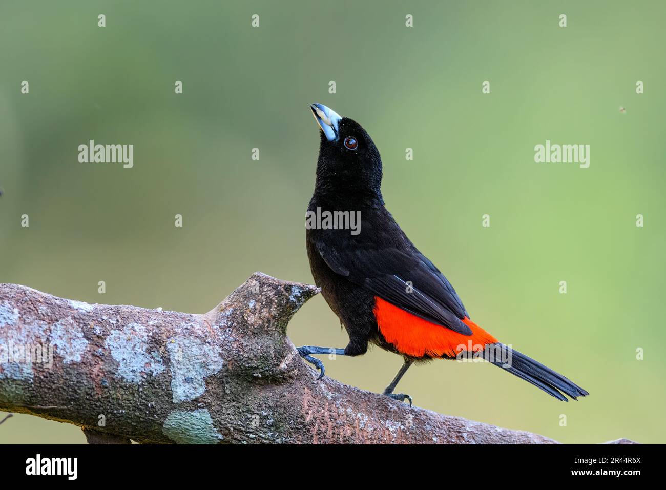 Scarlet-rumped tanager (Ramphocelus passerinii) from Laguna Lagarto ...