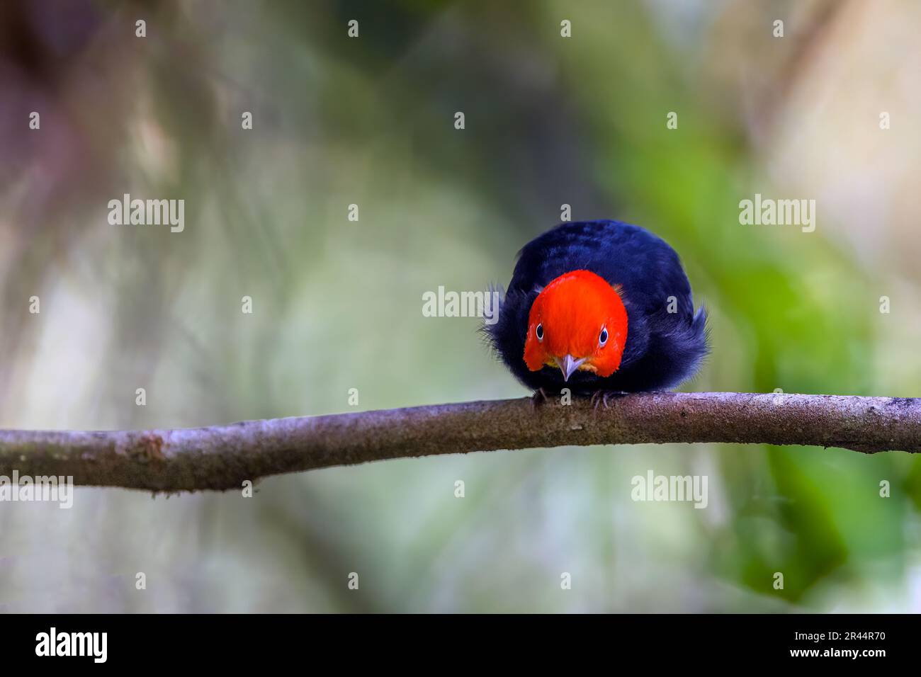 Red-capped manakin (Ceratopipra mentalis) displaying in the rainforest ...