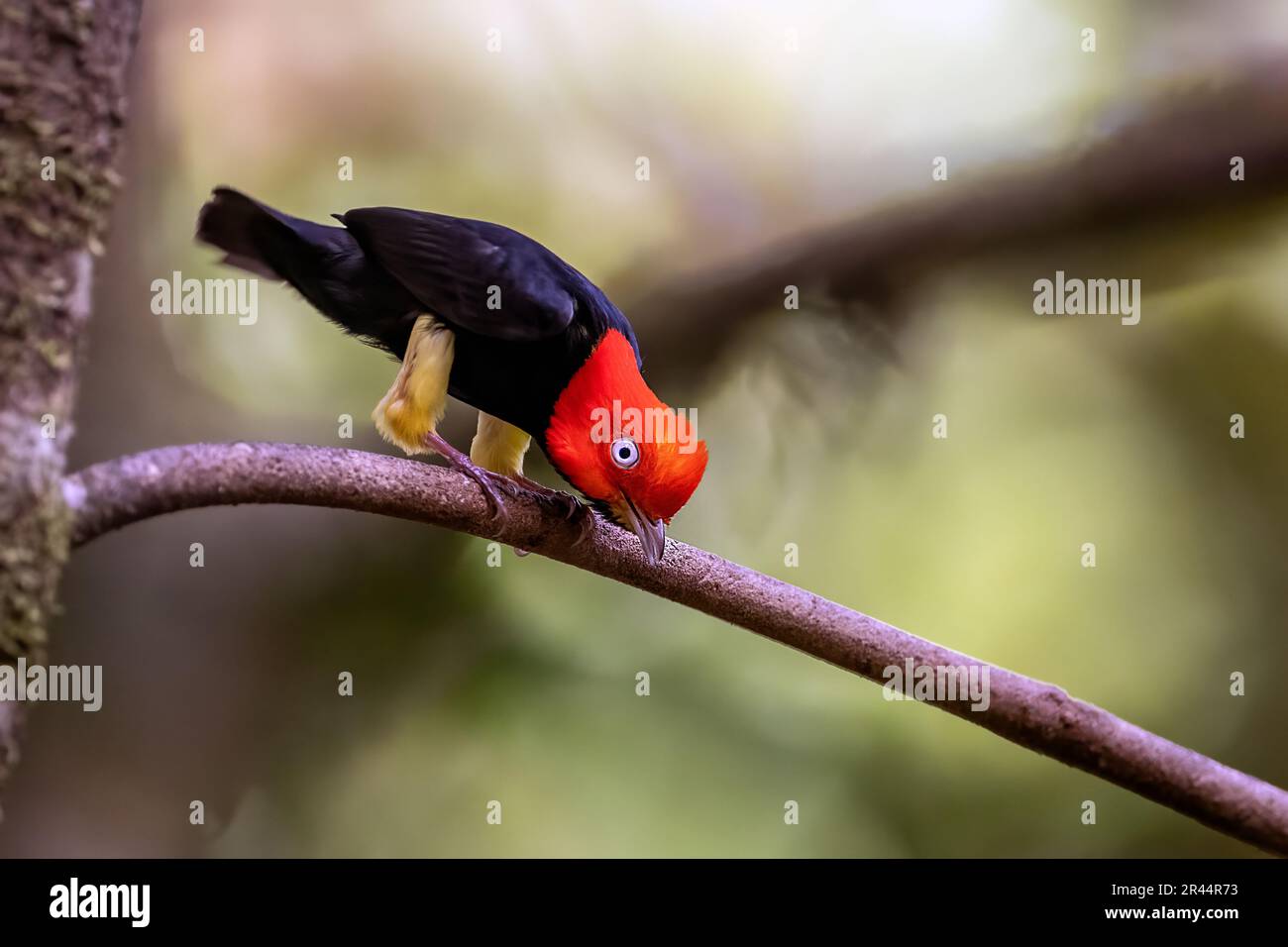 Red-capped manakin (Ceratopipra mentalis) displaying in the rainforest ...