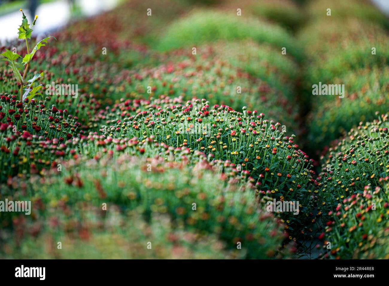 Franqueville saint pierre hi-res stock photography and images - Alamy