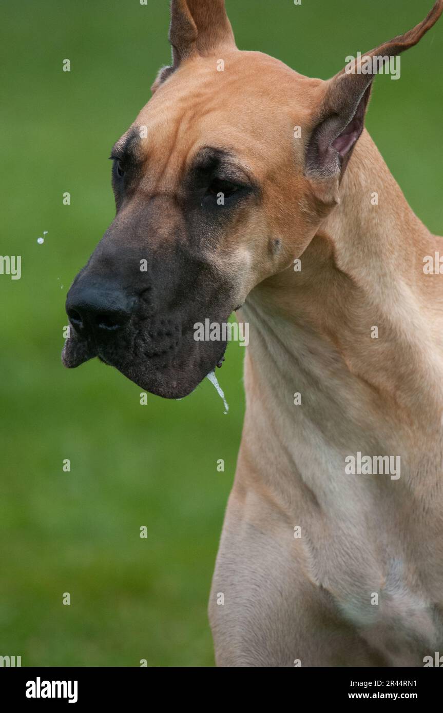 Fawn great dane hi-res stock photography and images - Alamy