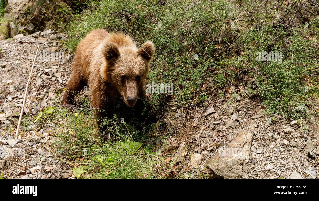 Carpathian bears hi-res stock photography and images - Alamy