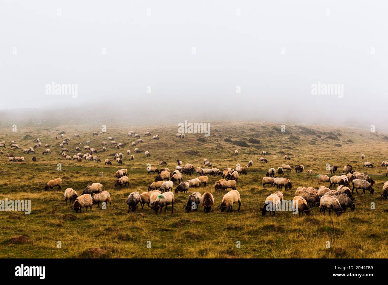 The mixed flock of sheep and goats grazing on meadow along the Camino ...