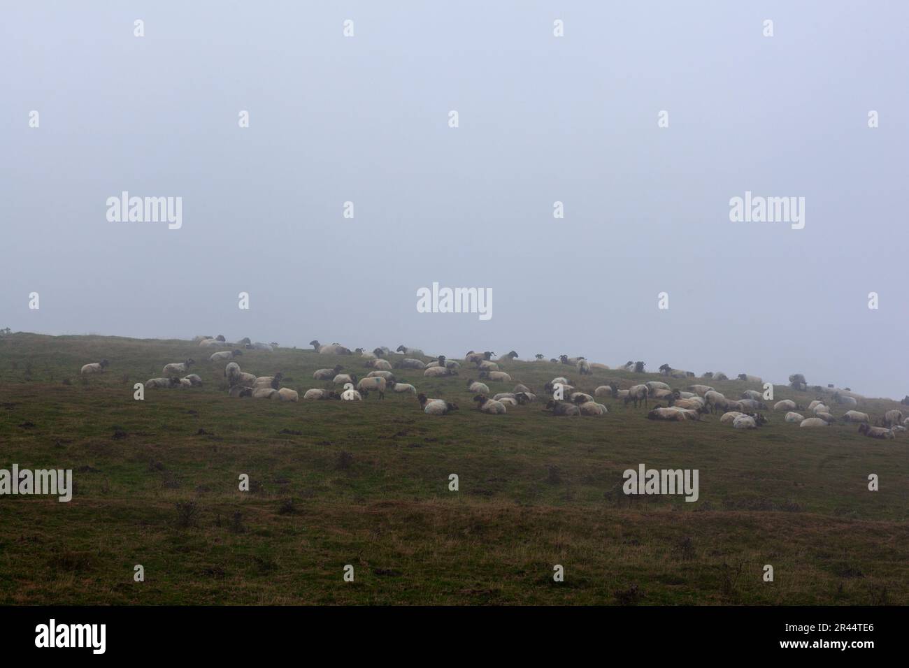 Flock of sheep grazing on meadow along the Camino de Santiago in the ...