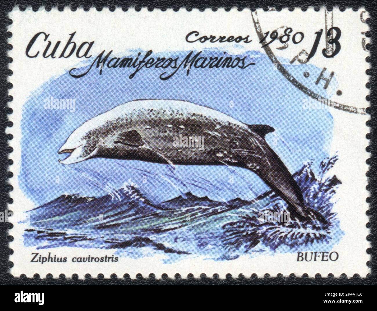 A stamp printed in CUBA shows Cuvier's beaked whale (Ziphius ...