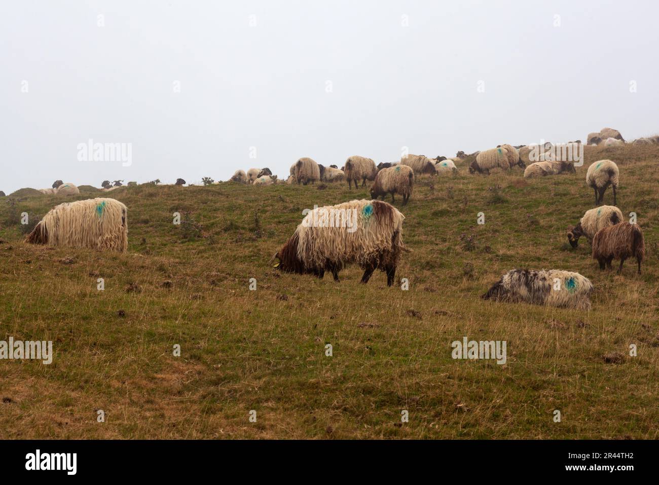 The mixed flock of sheep and goats grazing on meadow along the Camino ...