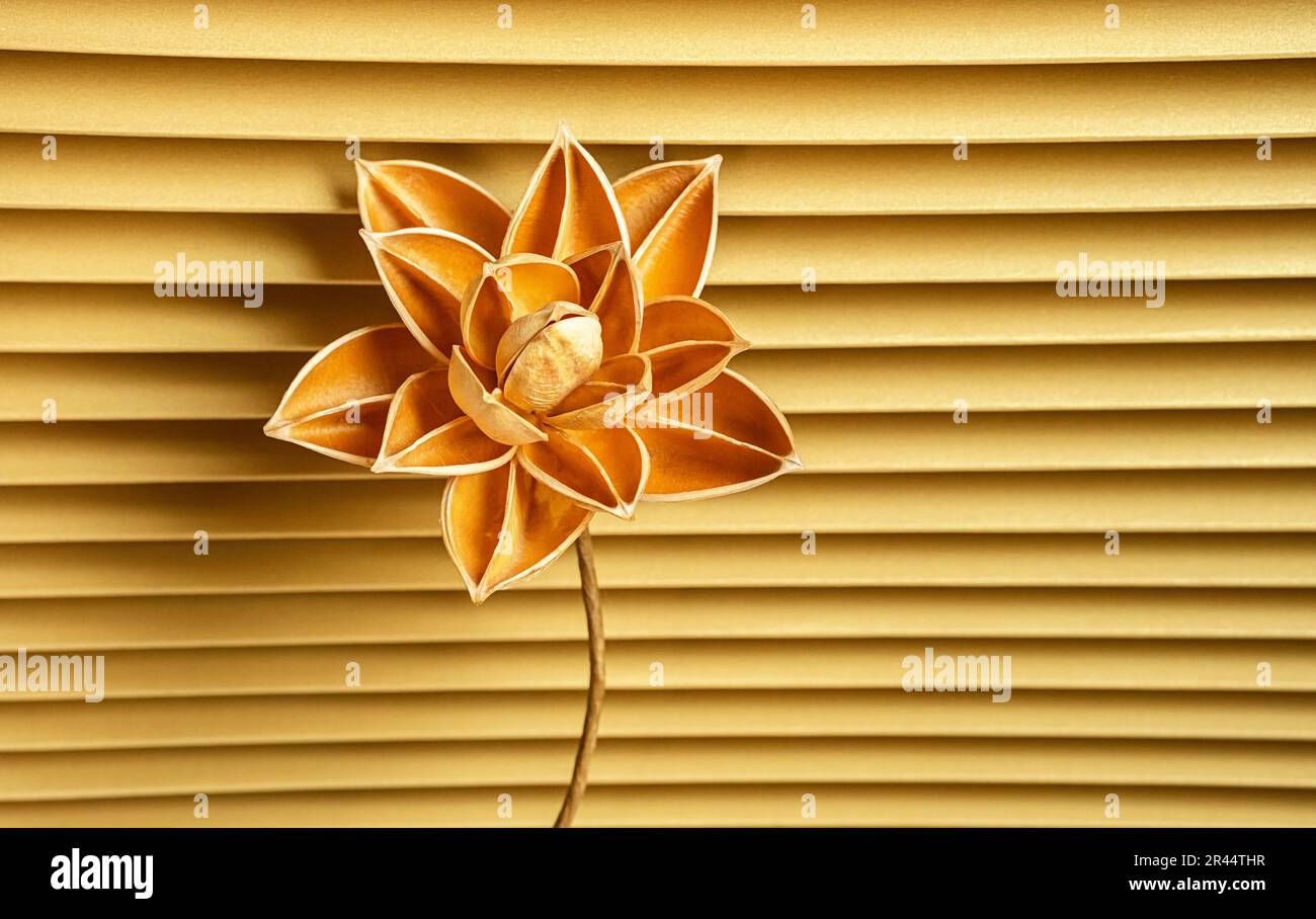 Dried lotus flower crafting from fruits shell. DIY home decorating ...