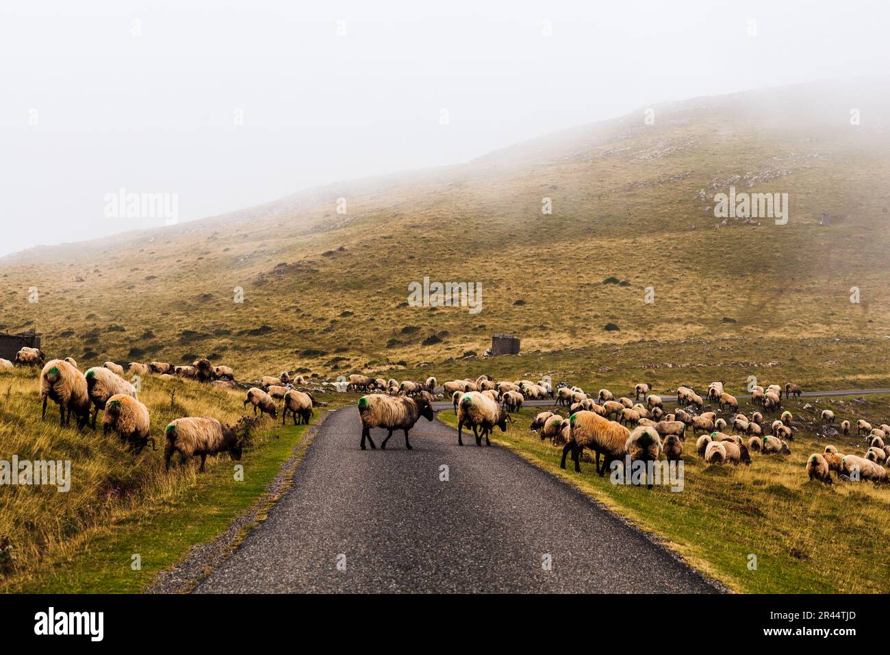 Flock of sheep grazing next to the path of the Camino de Santiago in ...