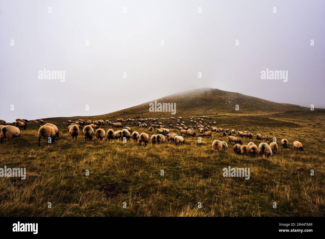 The mixed flock of sheep and goats grazing on meadow along the Camino ...