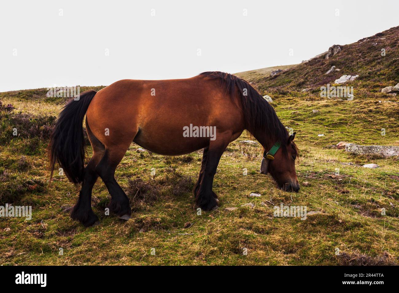 Rock my way horse hi-res stock photography and images - Alamy
