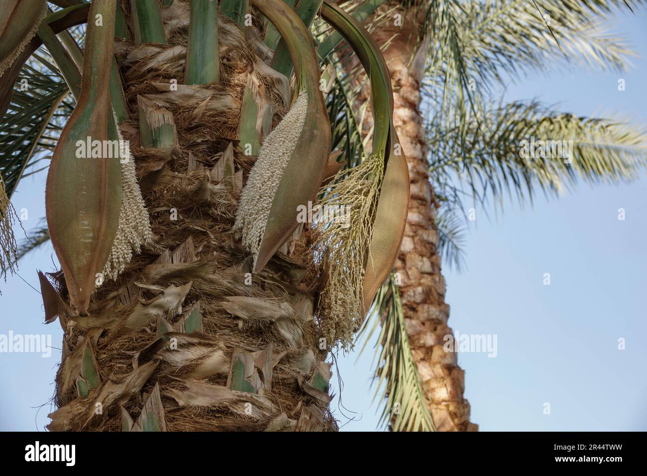 Phoenix dactylifera date palm tree hi-res stock photography and images ...