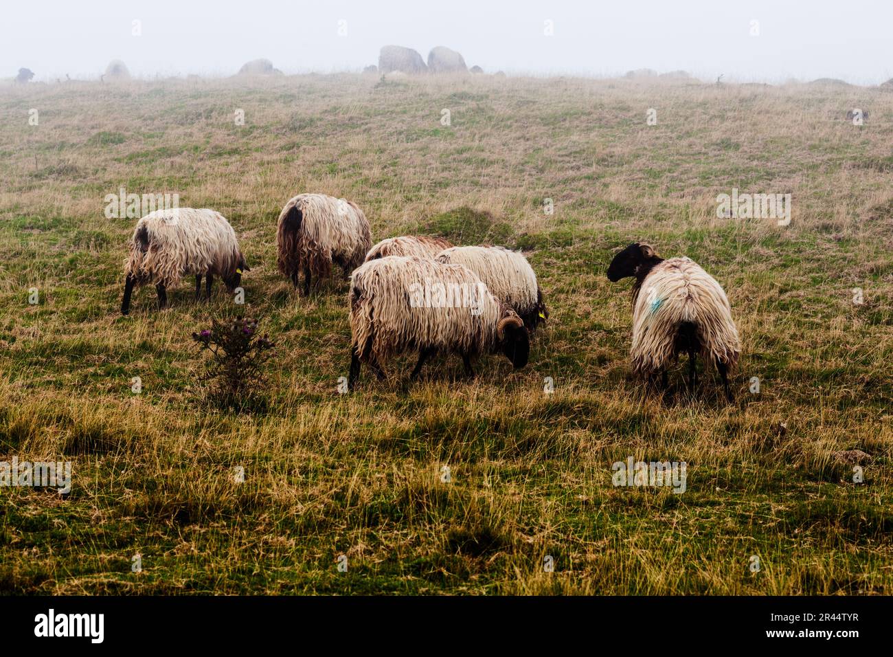 The mixed flock of sheep and goats grazing on meadow along the Camino ...